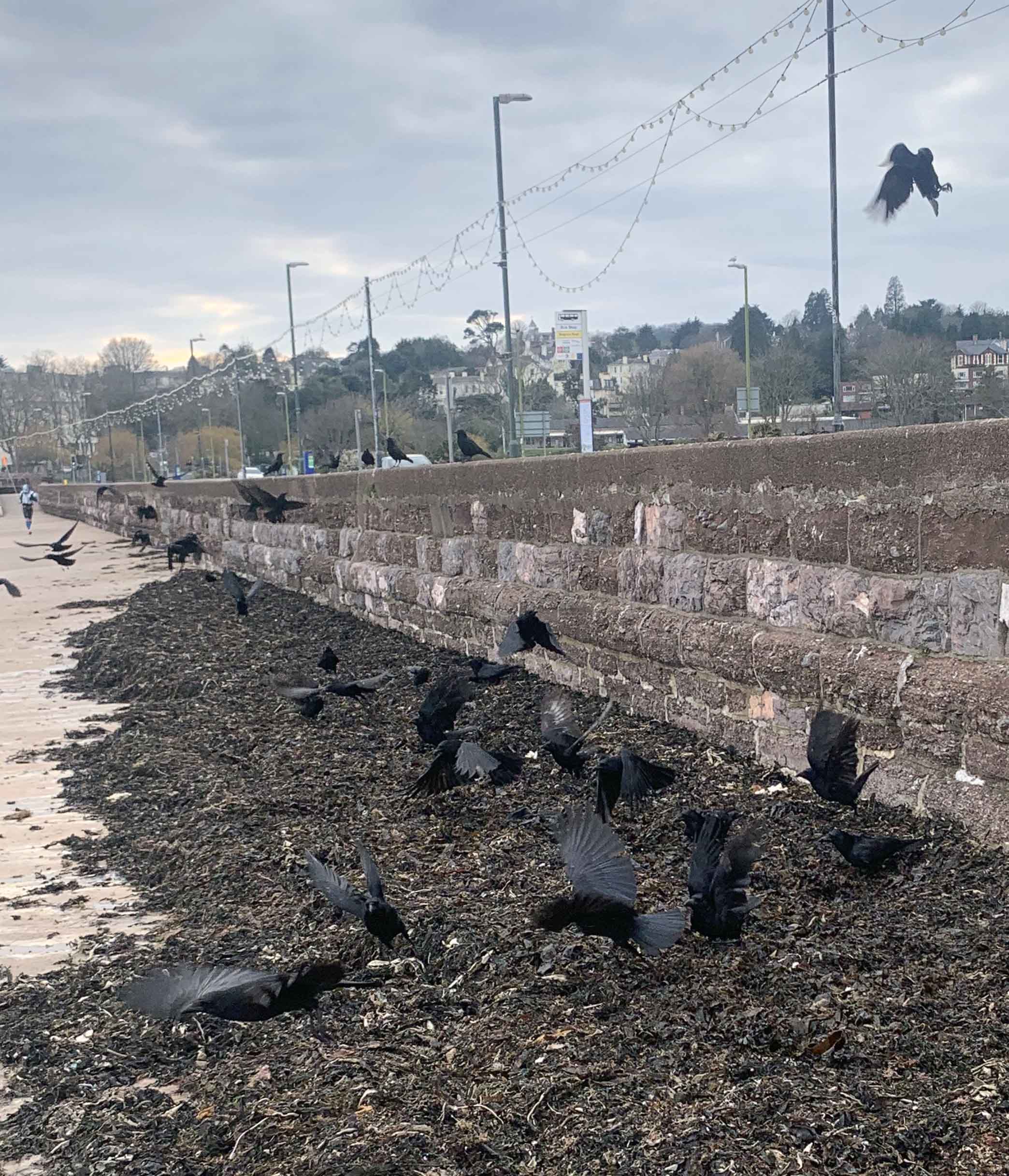 Ravens and Crows Will Peck Us to Pieces – HYPNOTIC REPETITION